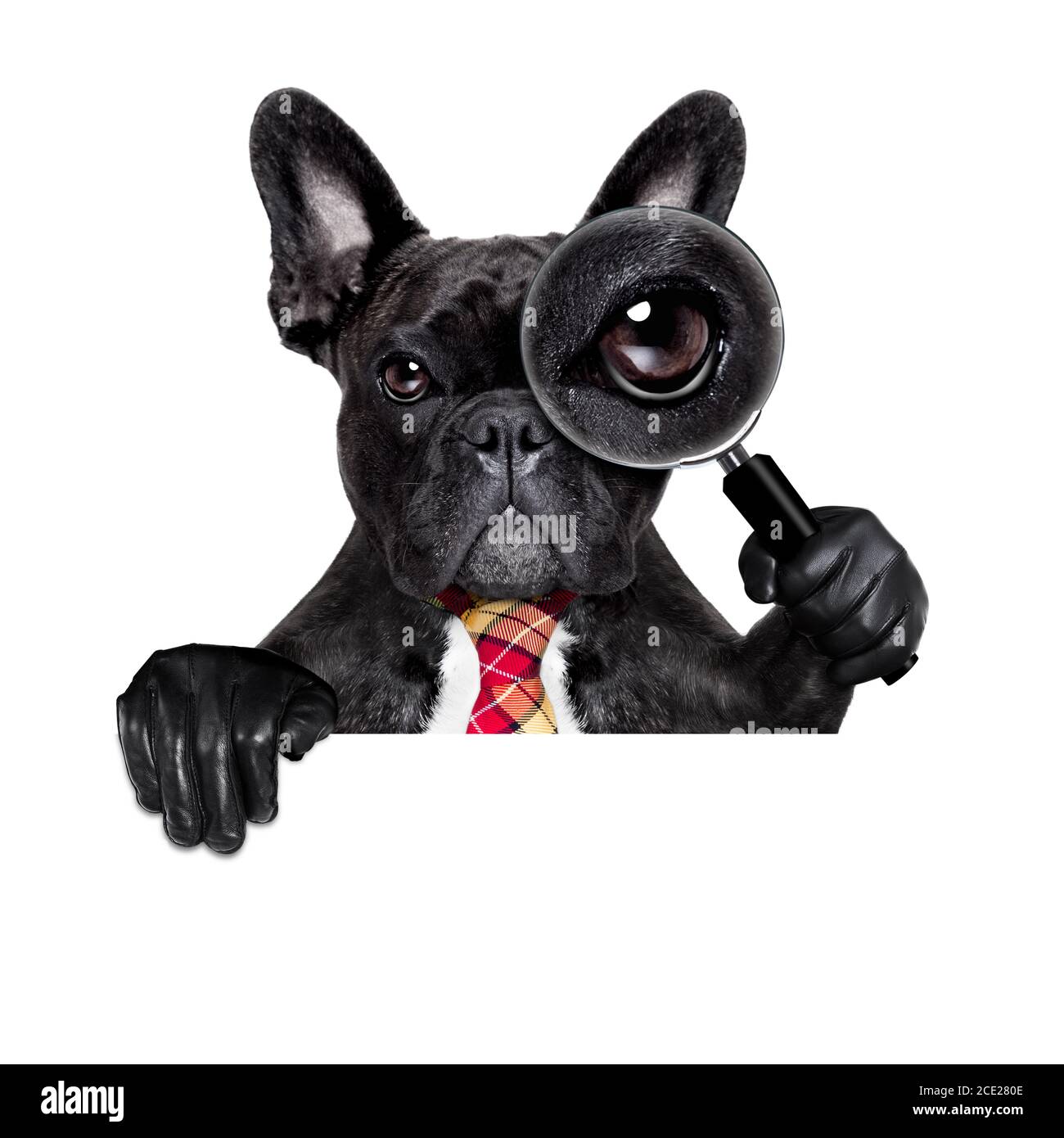 magnifying glass dog Stock Photo - Alamy