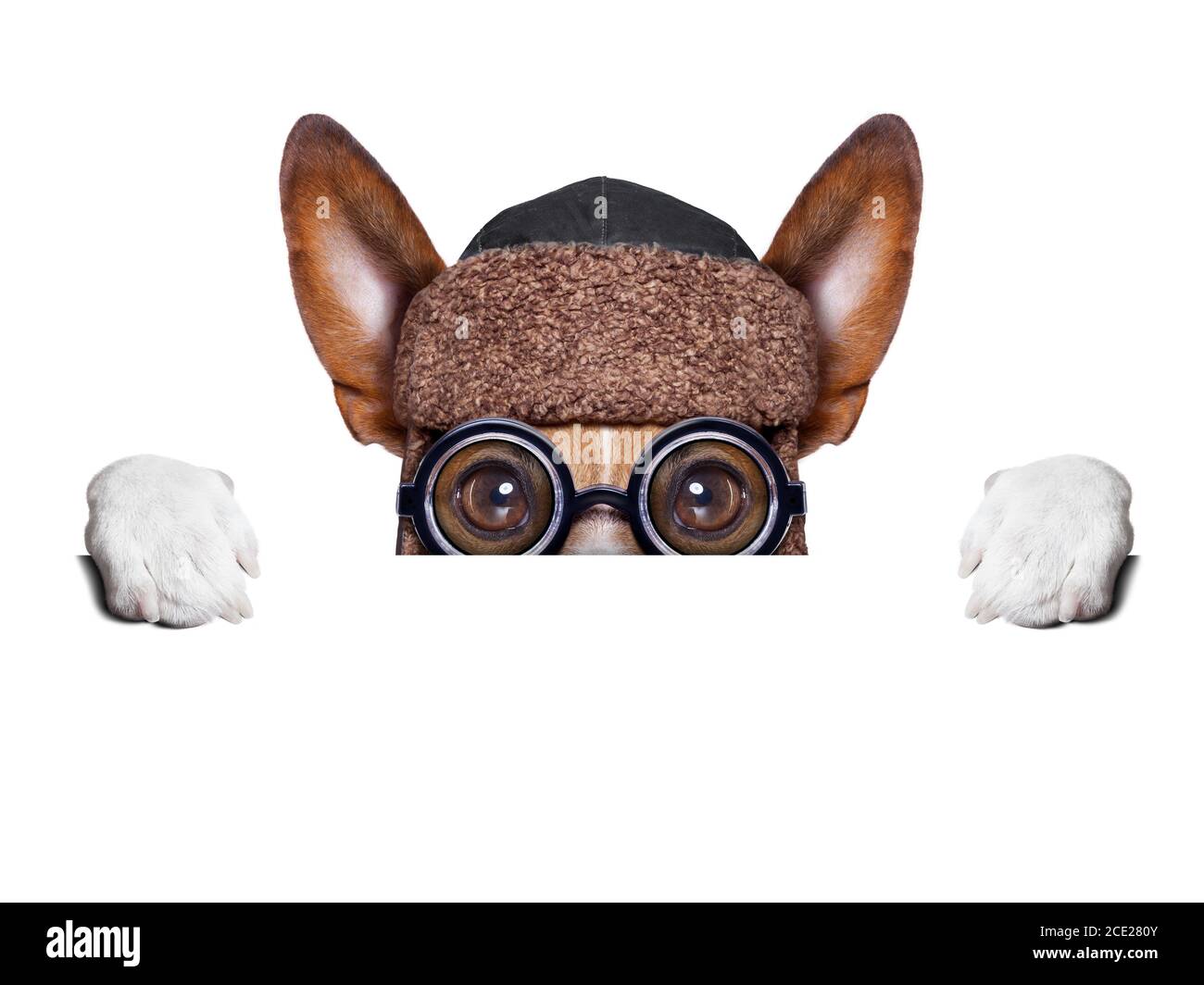 Crazy eyes dog Cut Out Stock Images & Pictures - Alamy