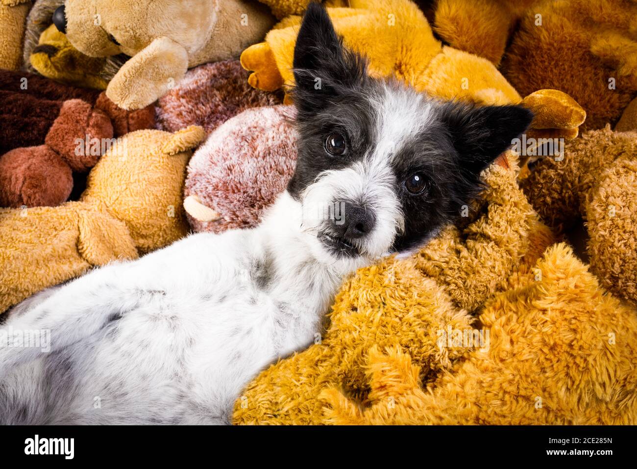 cozy dog in bed with teddy bears Stock Photo - Alamy