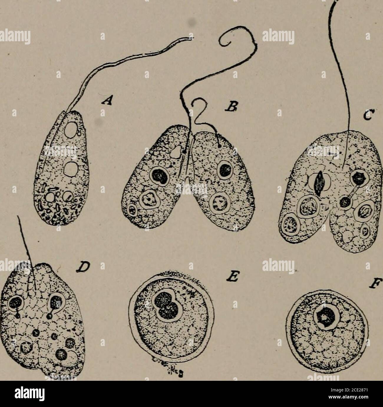 Assimilation Biology