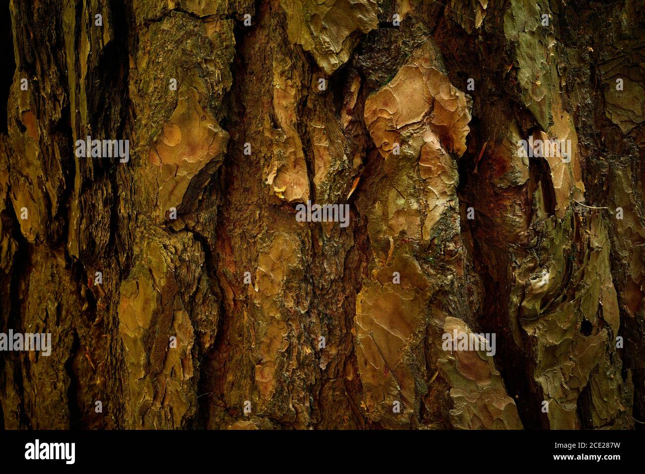 Segmental bark of pine tree. Curved surface of old wood rind. Closeup ...