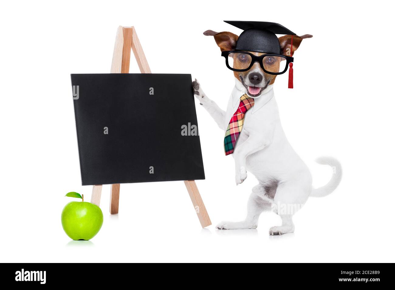 Dog classroom hi-res stock photography and images - Alamy