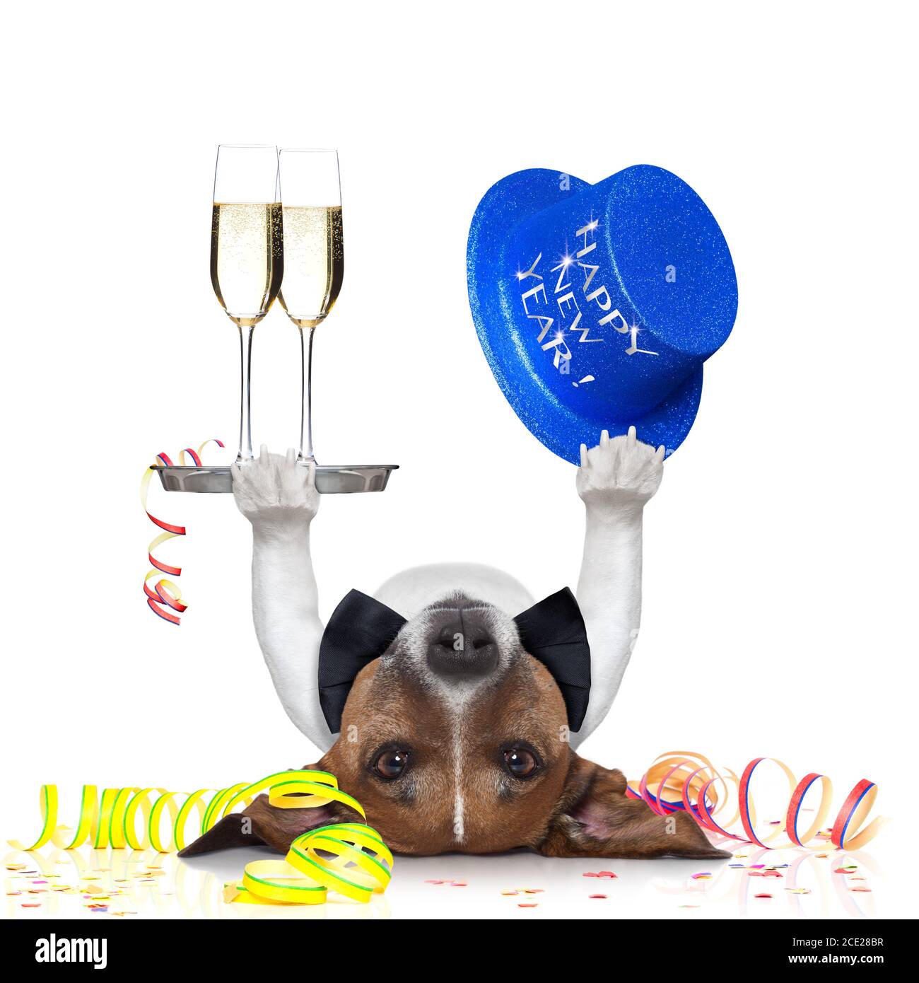 new years eve dog Stock Photo - Alamy