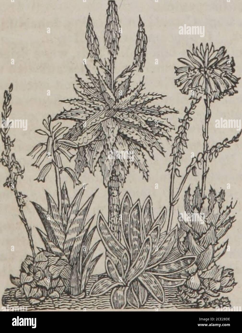 Loculicidal hi-res stock photography and images - Alamy