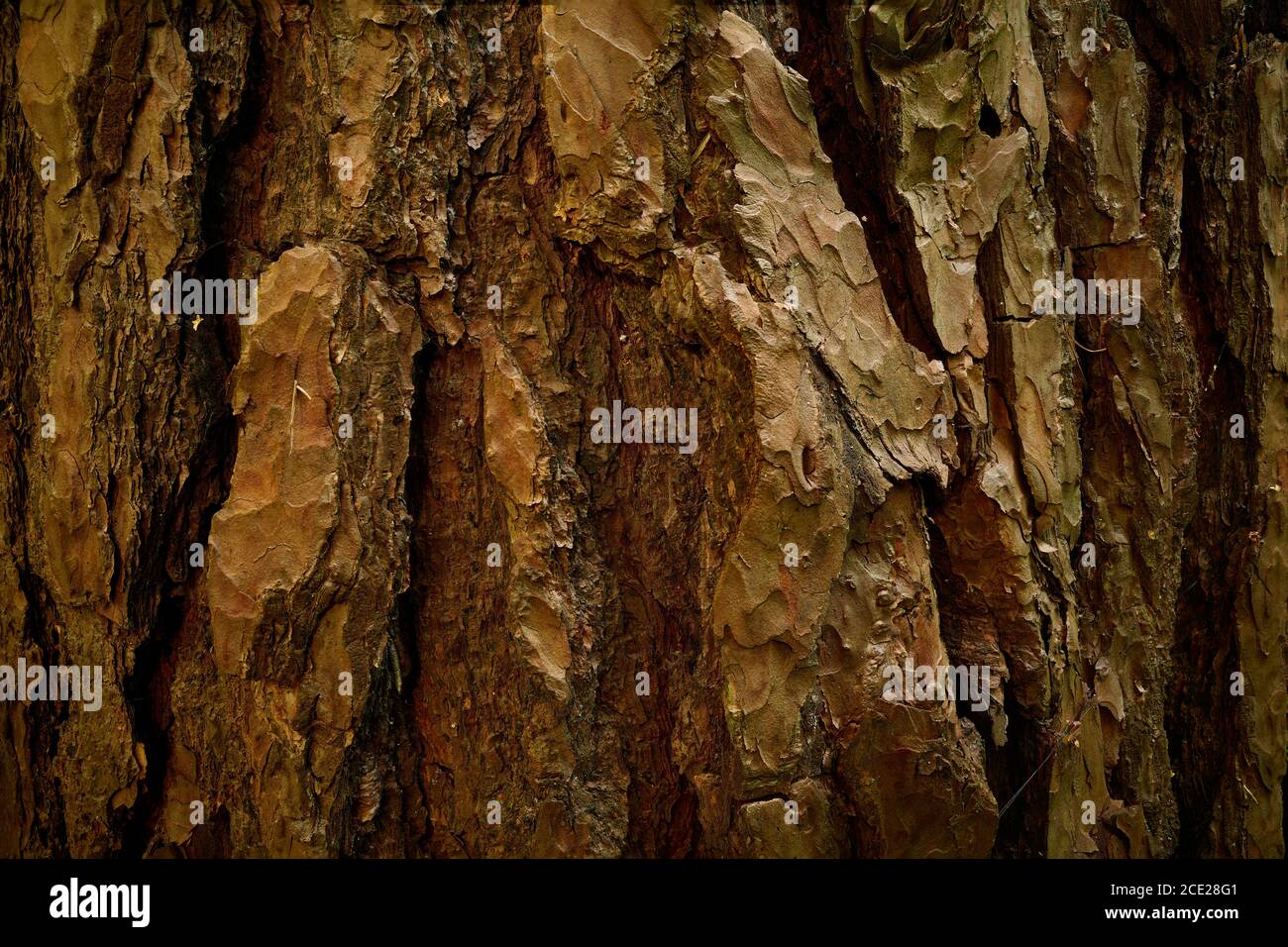 Textured rind of age pine tree. Dry Pinus sylvestris skin. Closeup ...