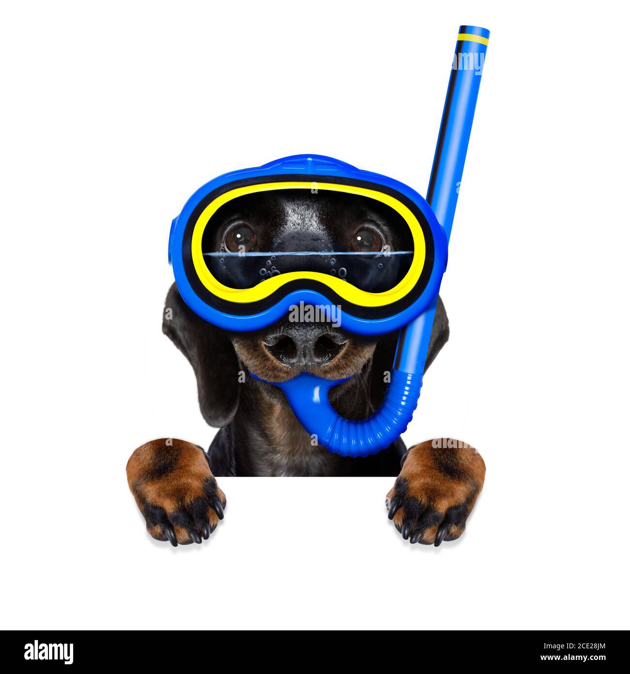 scuba diving dog Stock Photo - Alamy