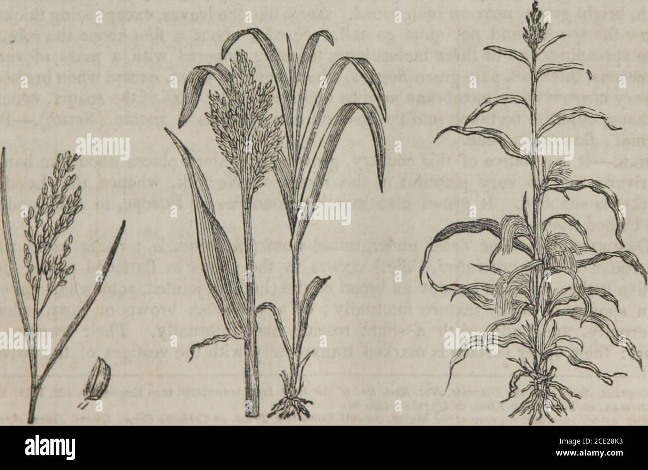 Ergot poisoning hi-res stock photography and images - Alamy