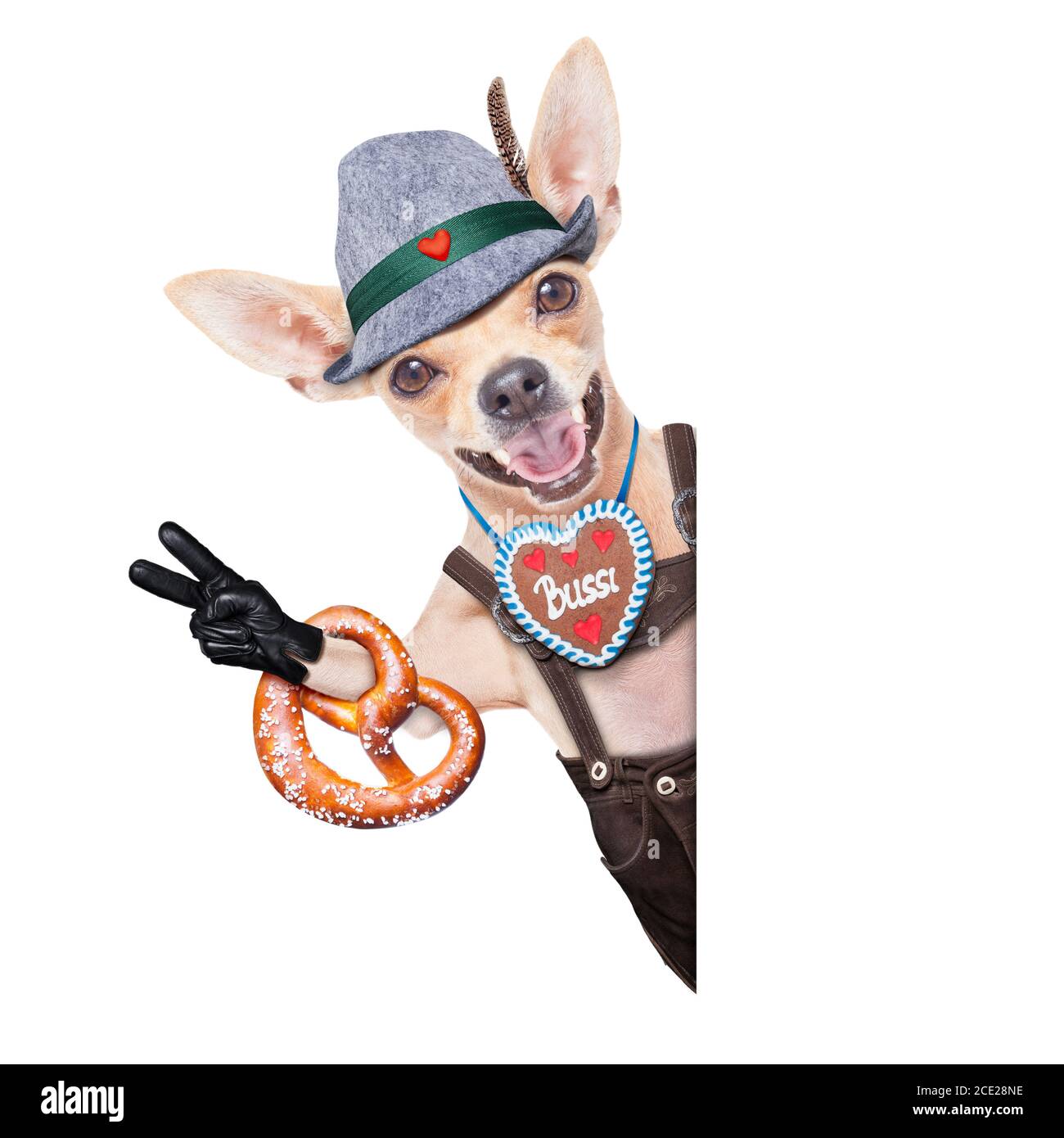 bavarian beer dog Stock Photo - Alamy