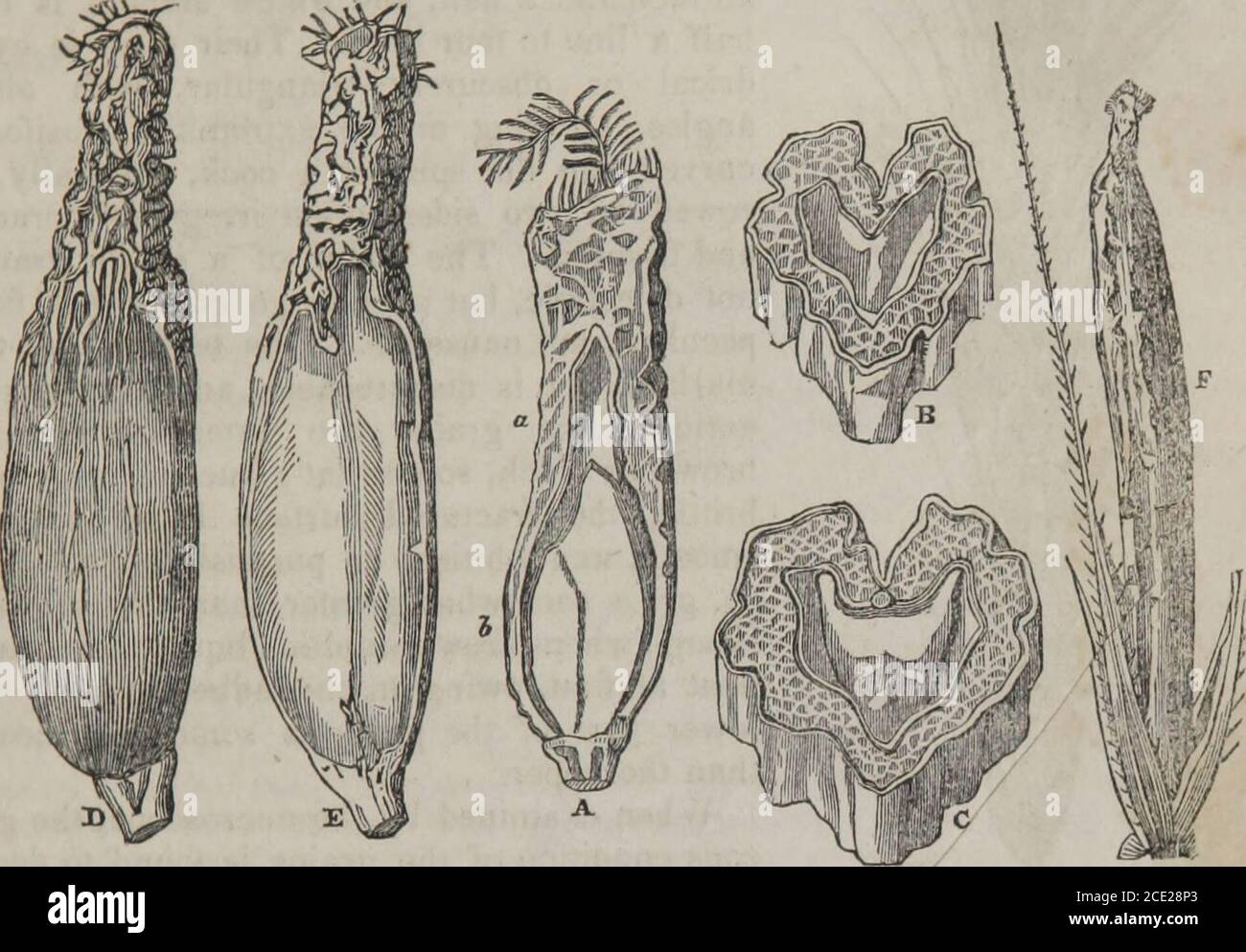 Ergot black white hi-res stock photography and images - Alamy