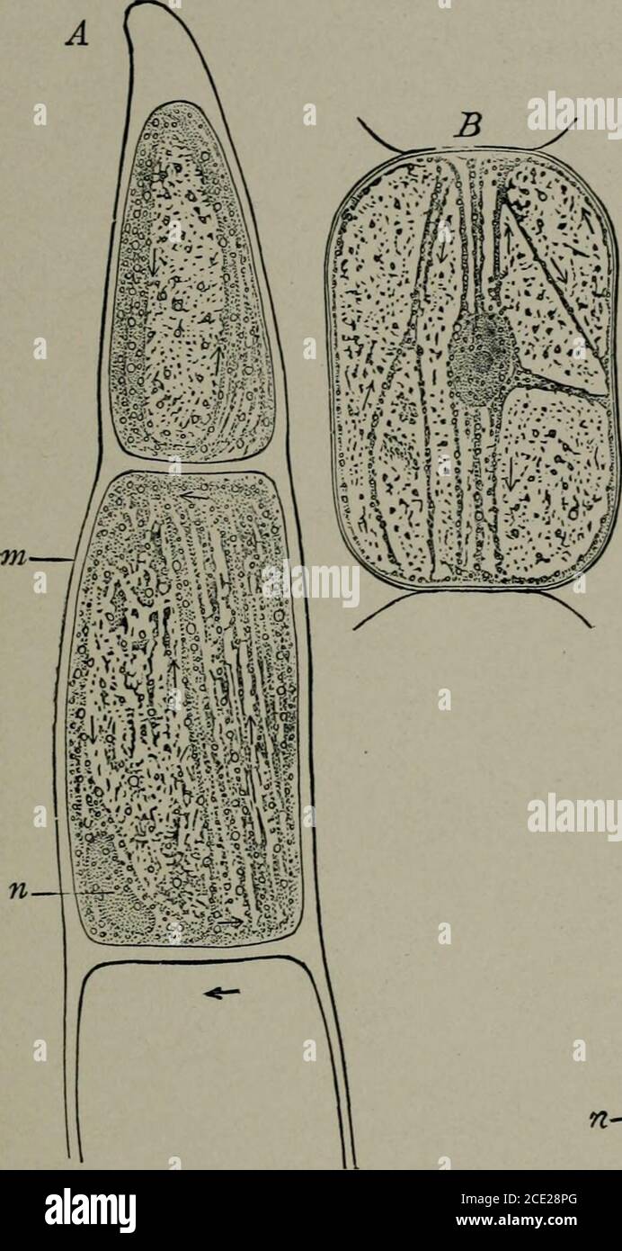 Amoeboid movement hi-res stock photography and images - Alamy