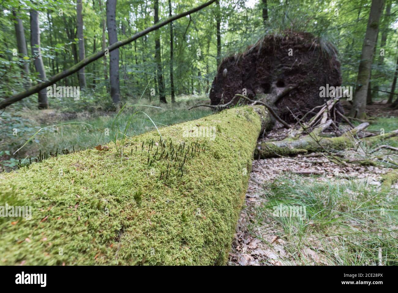 Wilderness forest hi-res stock photography and images - Alamy