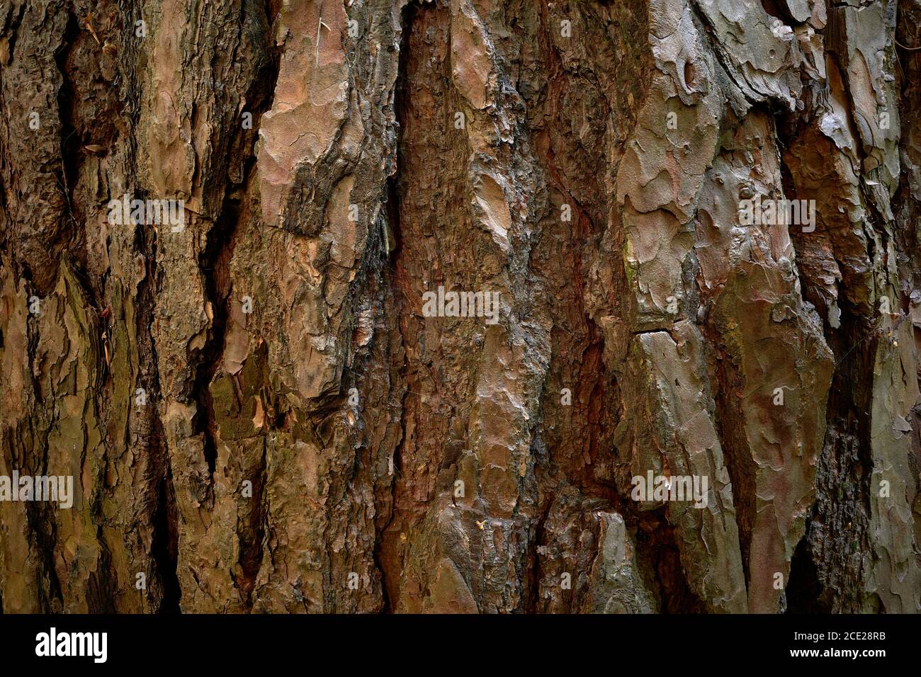 Rough bark of pine tree. Segmented surface of coniferous tree skin ...