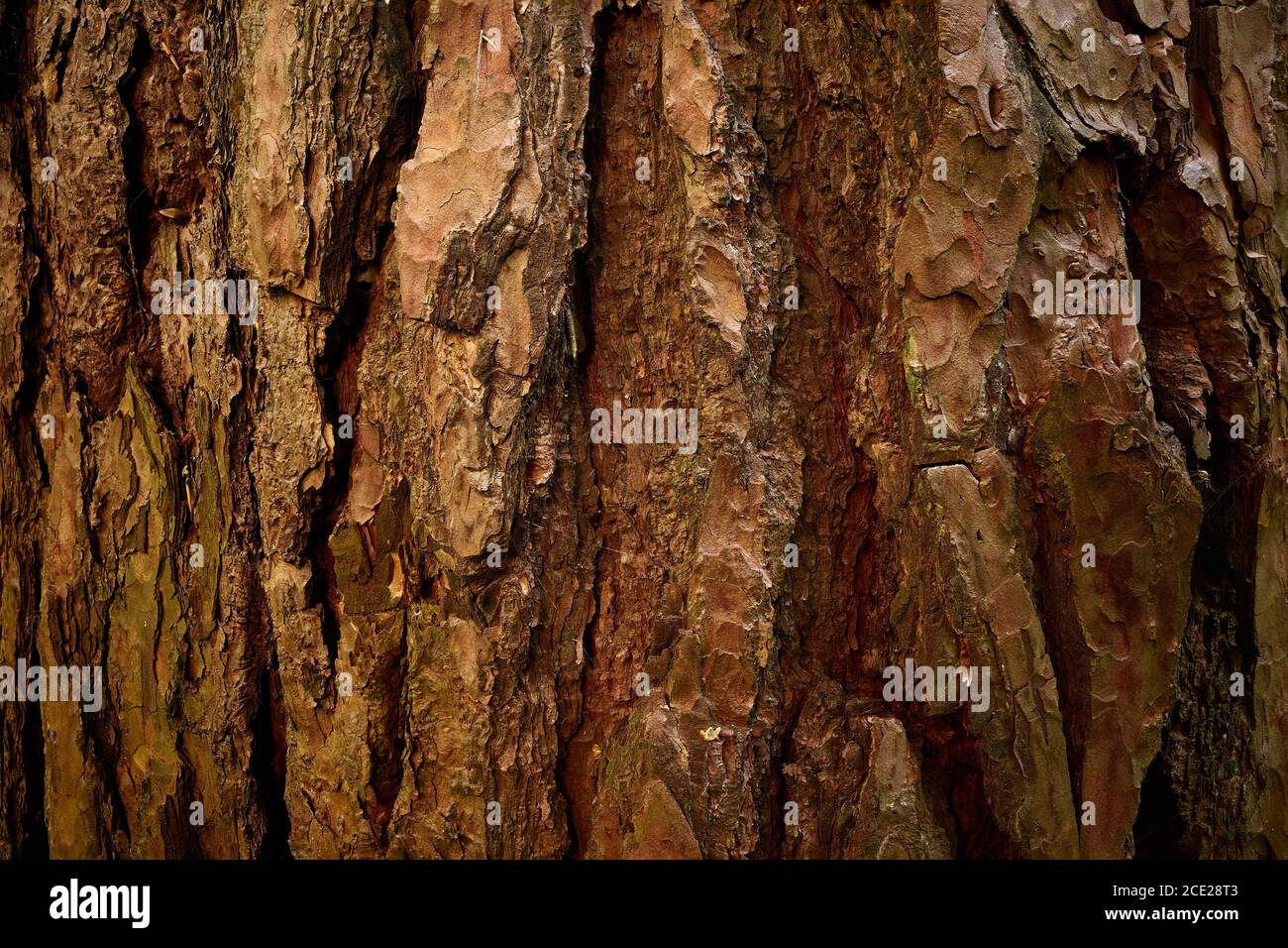 Evergreen tree bark hi-res stock photography and images - Alamy