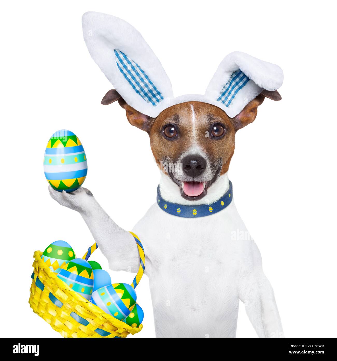 dog easter bunny Stock Photo - Alamy