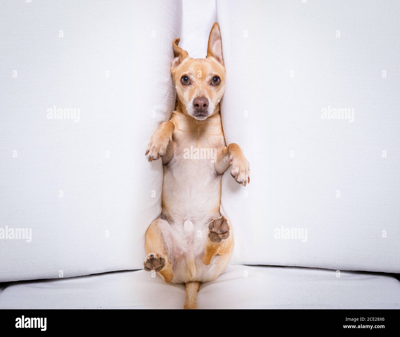 burnout dog under pressure Stock Photo - Alamy