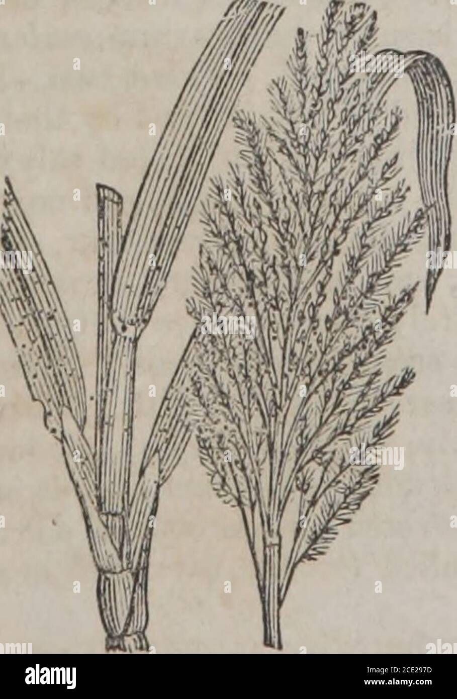 Terminal panicle hi-res stock photography and images - Alamy