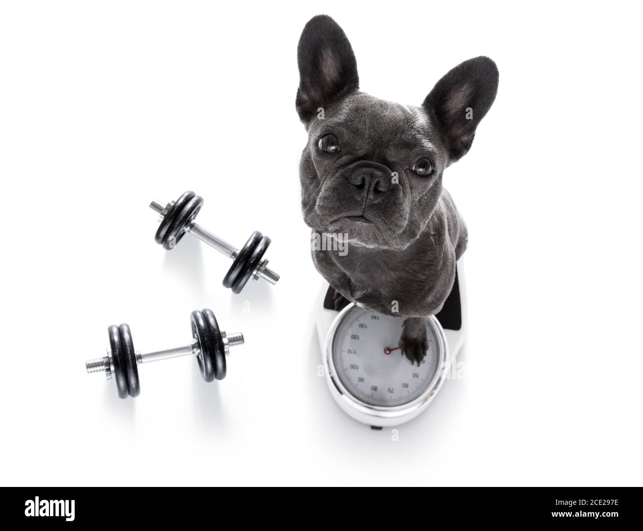 dog on scale , with overweight Stock Photo - Alamy