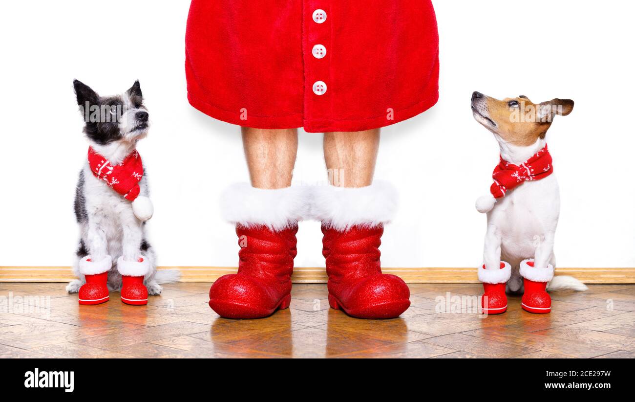 christmas santa claus dogs Stock Photo - Alamy