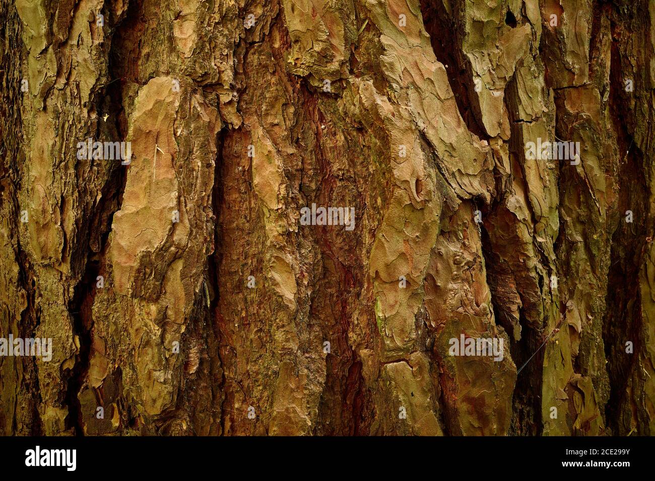 Textured bark of age pine tree. Conifer pattern. Uneven surface ...