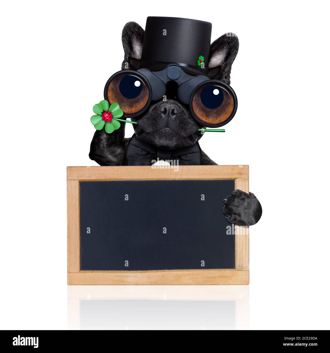 good luck dog Stock Photo - Alamy