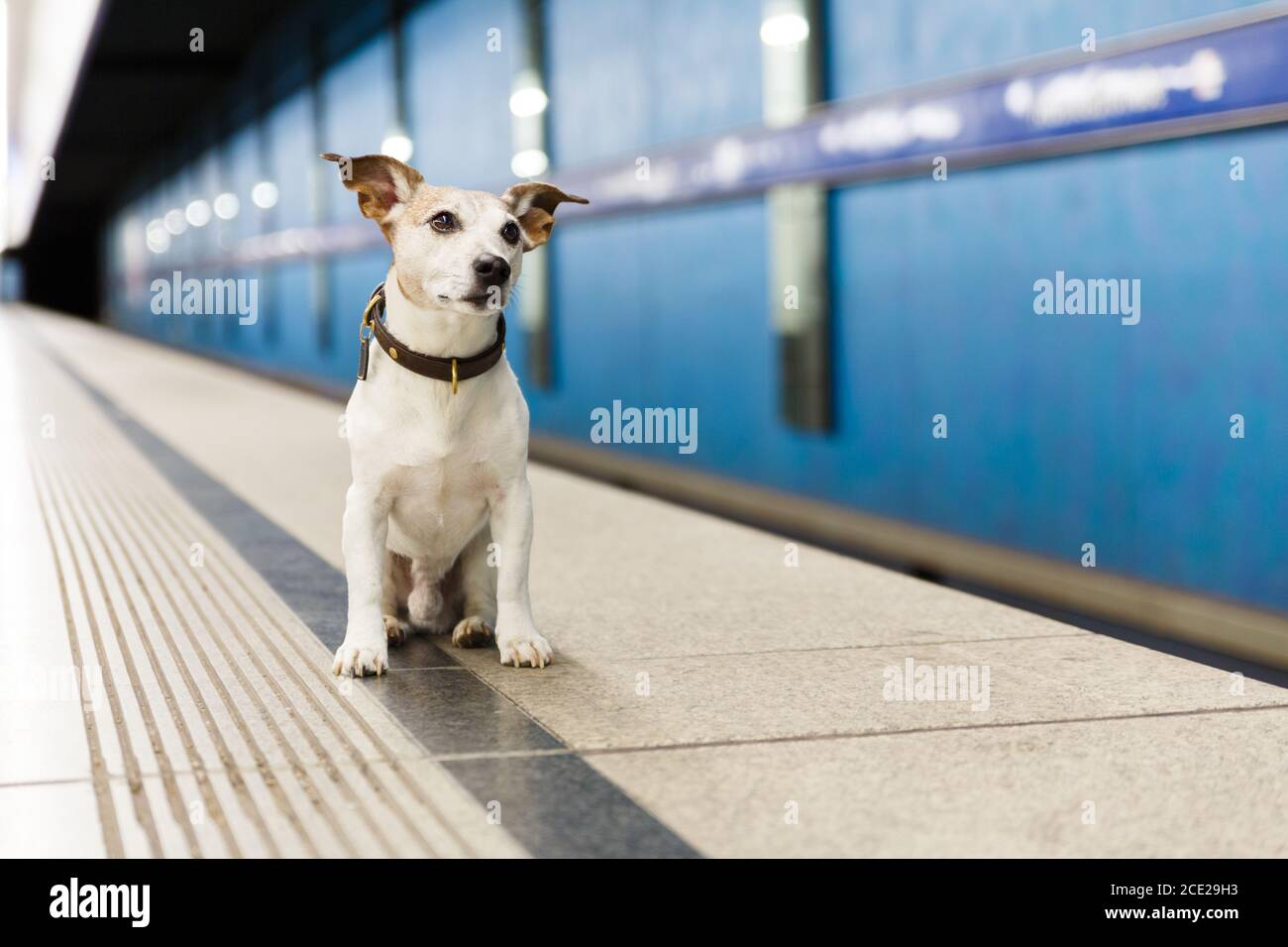 dog waiting for owner at rail train station Stock Photo - Alamy