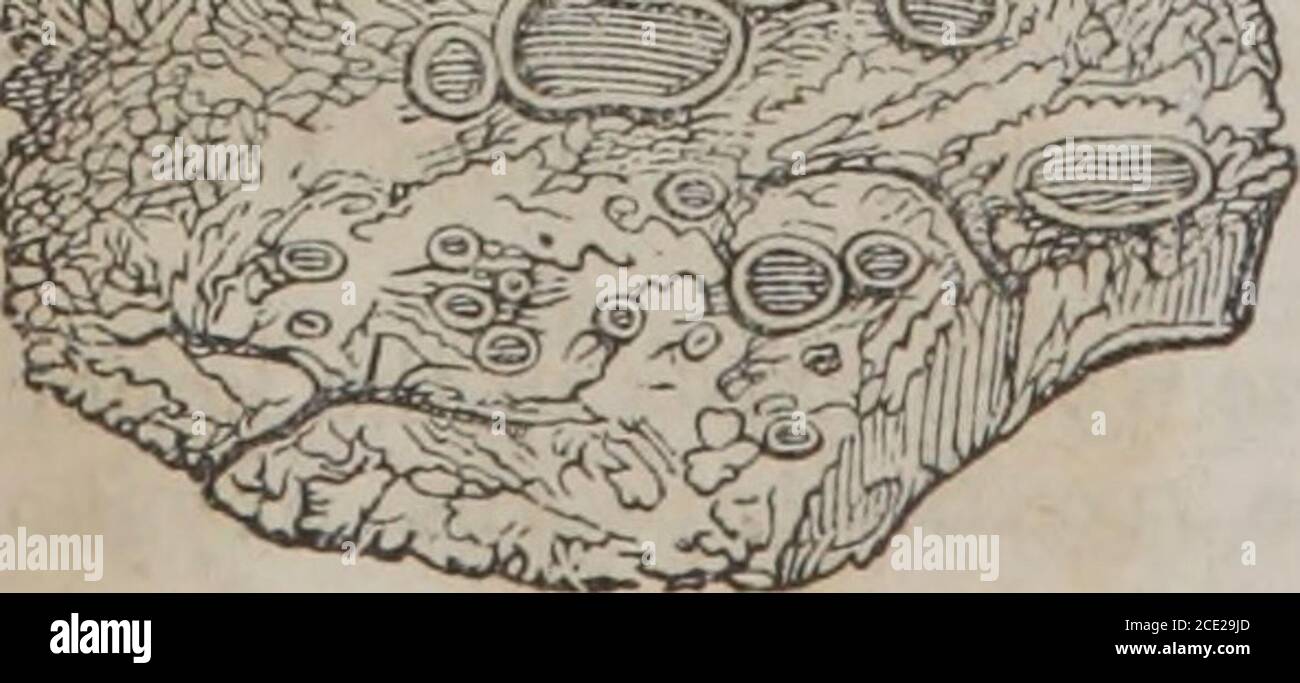 Plano convex disk hi-res stock photography and images - Alamy