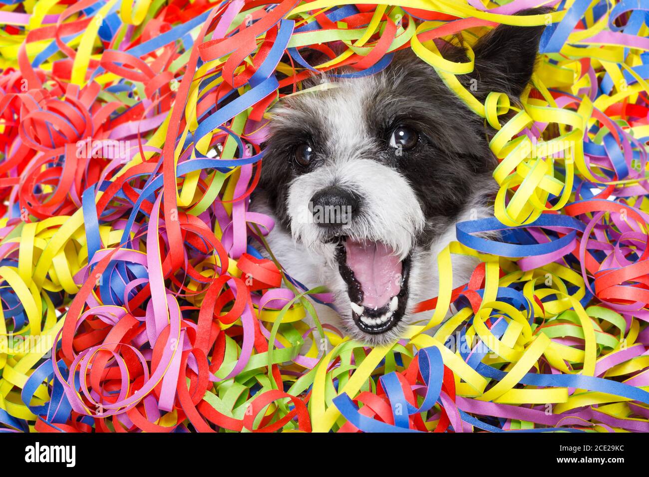party celebration dog Stock Photo - Alamy
