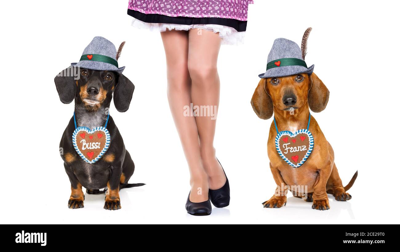 bavarian beer dog Stock Photo - Alamy