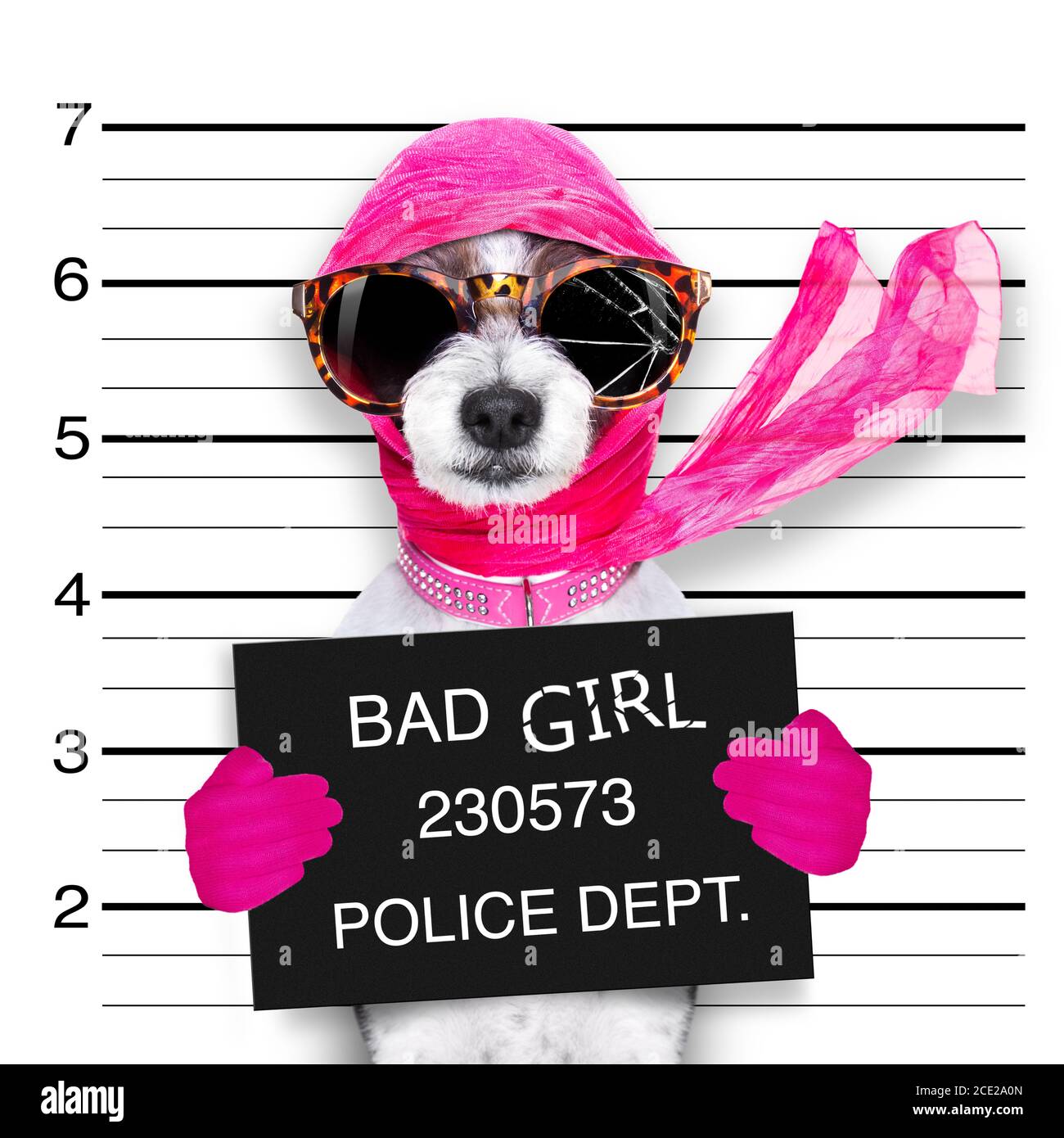 diva chic dog Stock Photo - Alamy