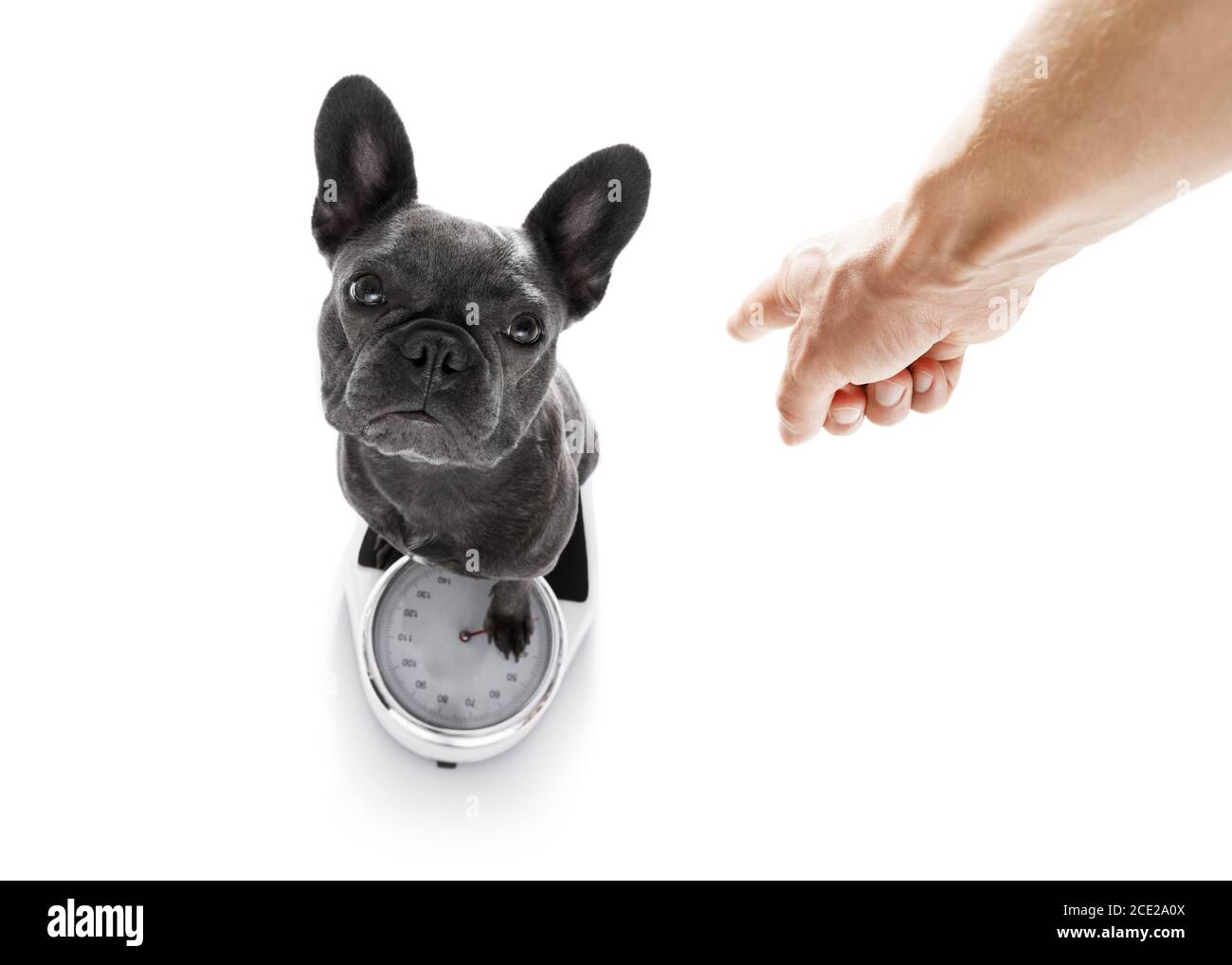dog on scale , with overweight Stock Photo - Alamy