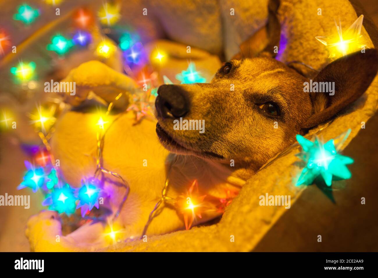 christmas dog with fairy lights Stock Photo - Alamy