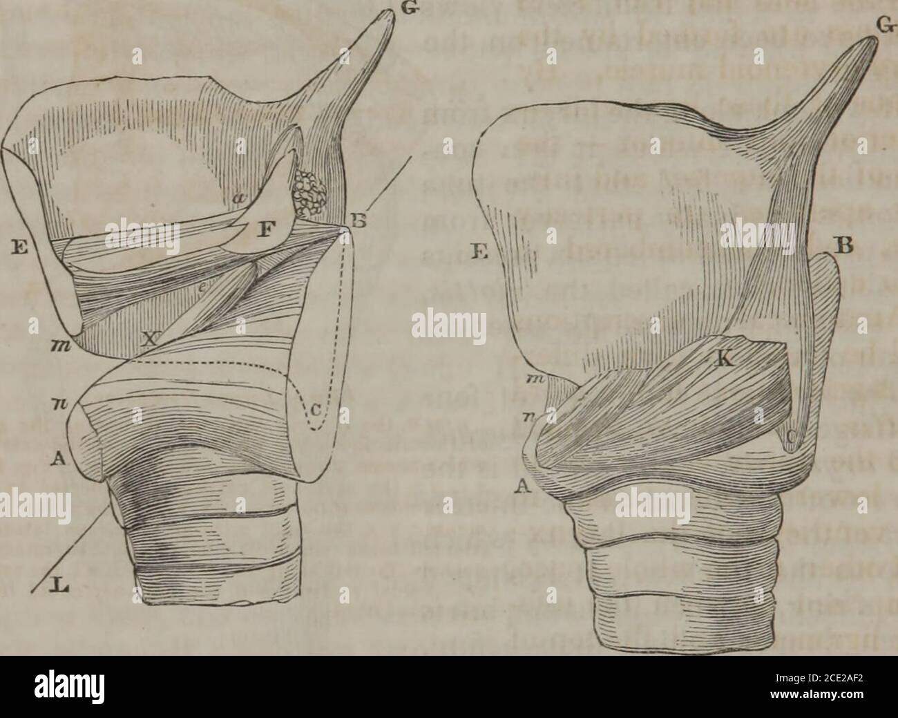 . Human physiology (Volume 1) . External view of the Larynx.1. Os ...