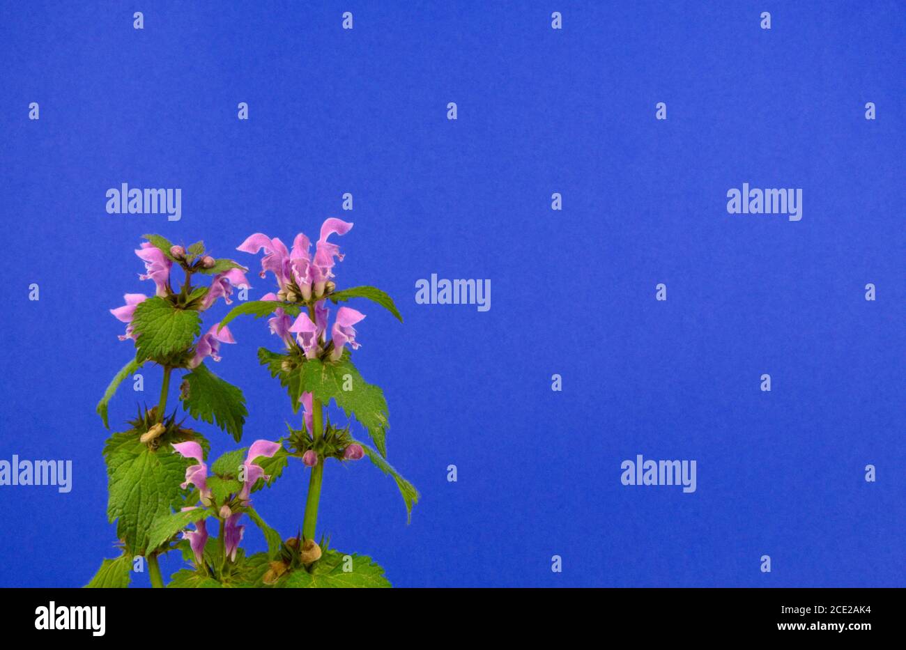 Spotted dead nettle spotted deadnettle lamium hi-res stock photography ...