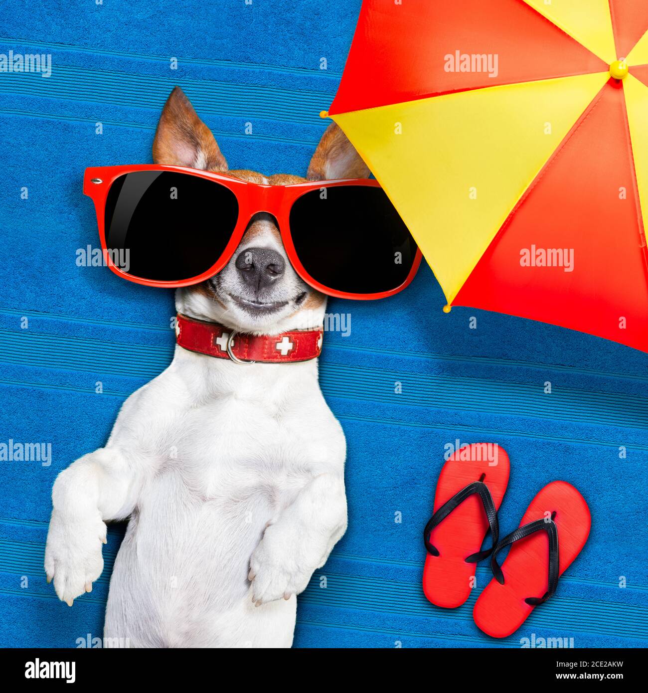 dog summer beach Stock Photo - Alamy