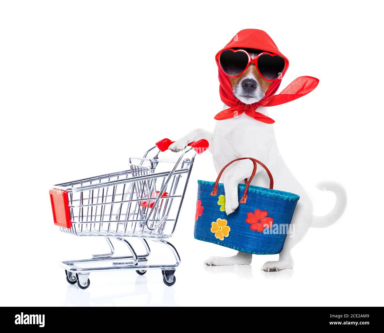 shopping dog diva Stock Photo - Alamy