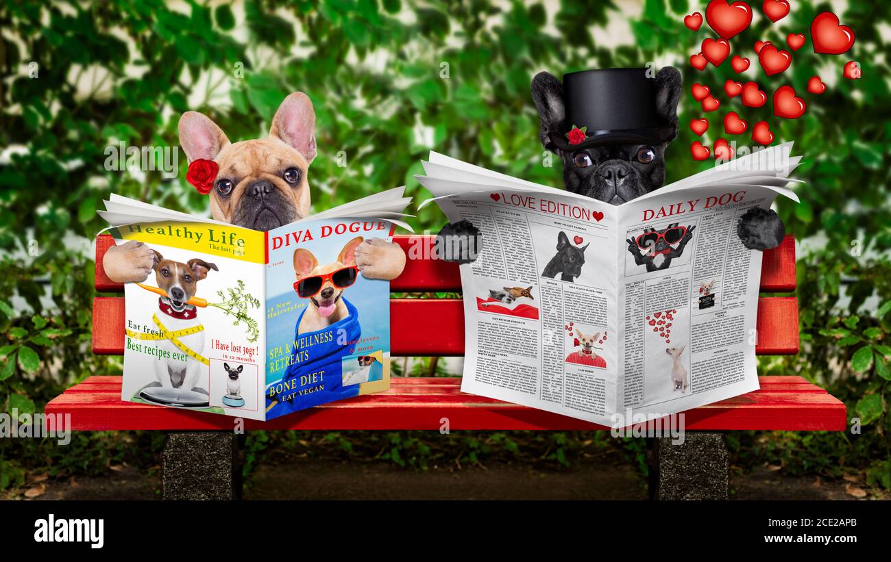 just married dogs on bench Stock Photo - Alamy