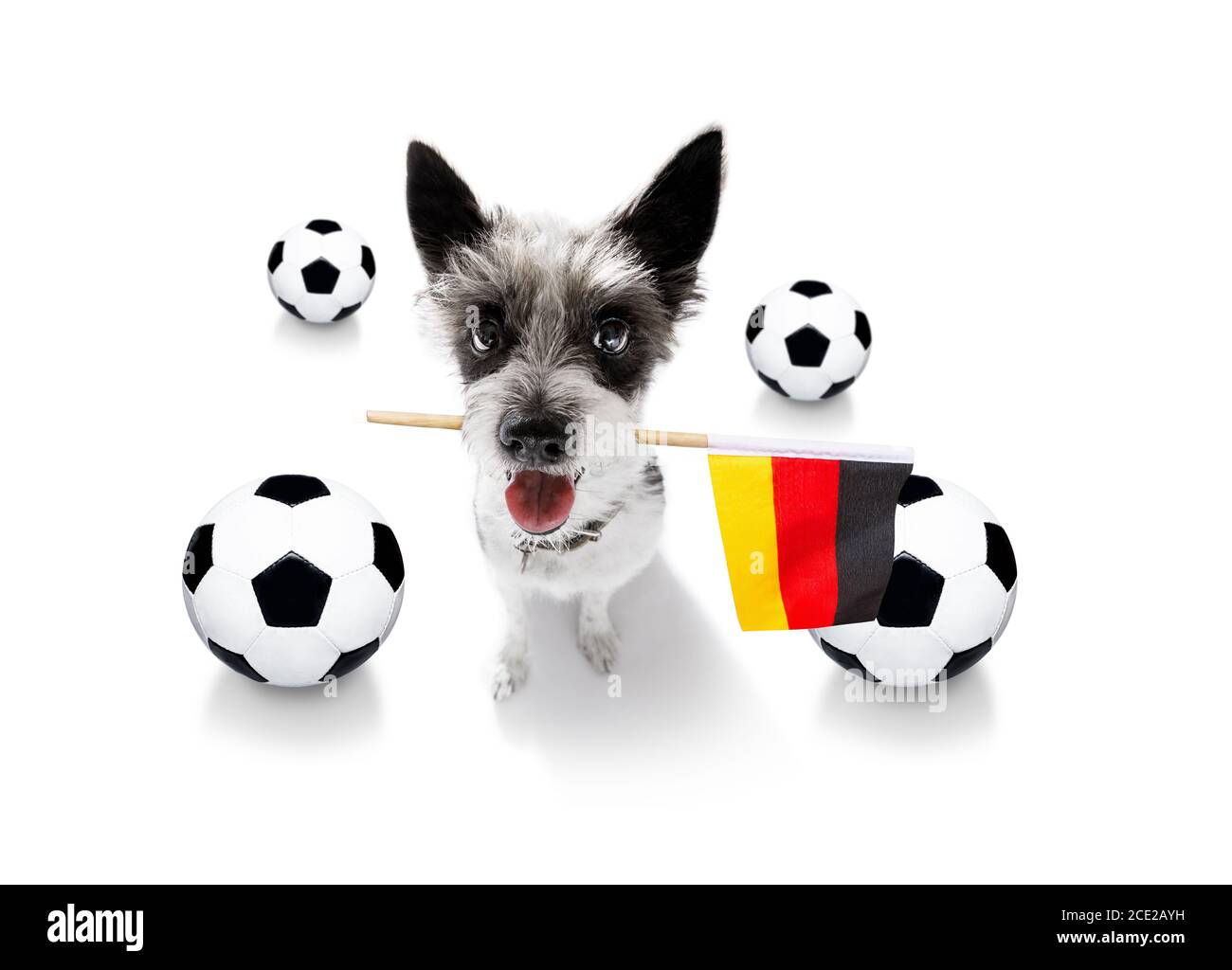 soccer football dog Stock Photo - Alamy