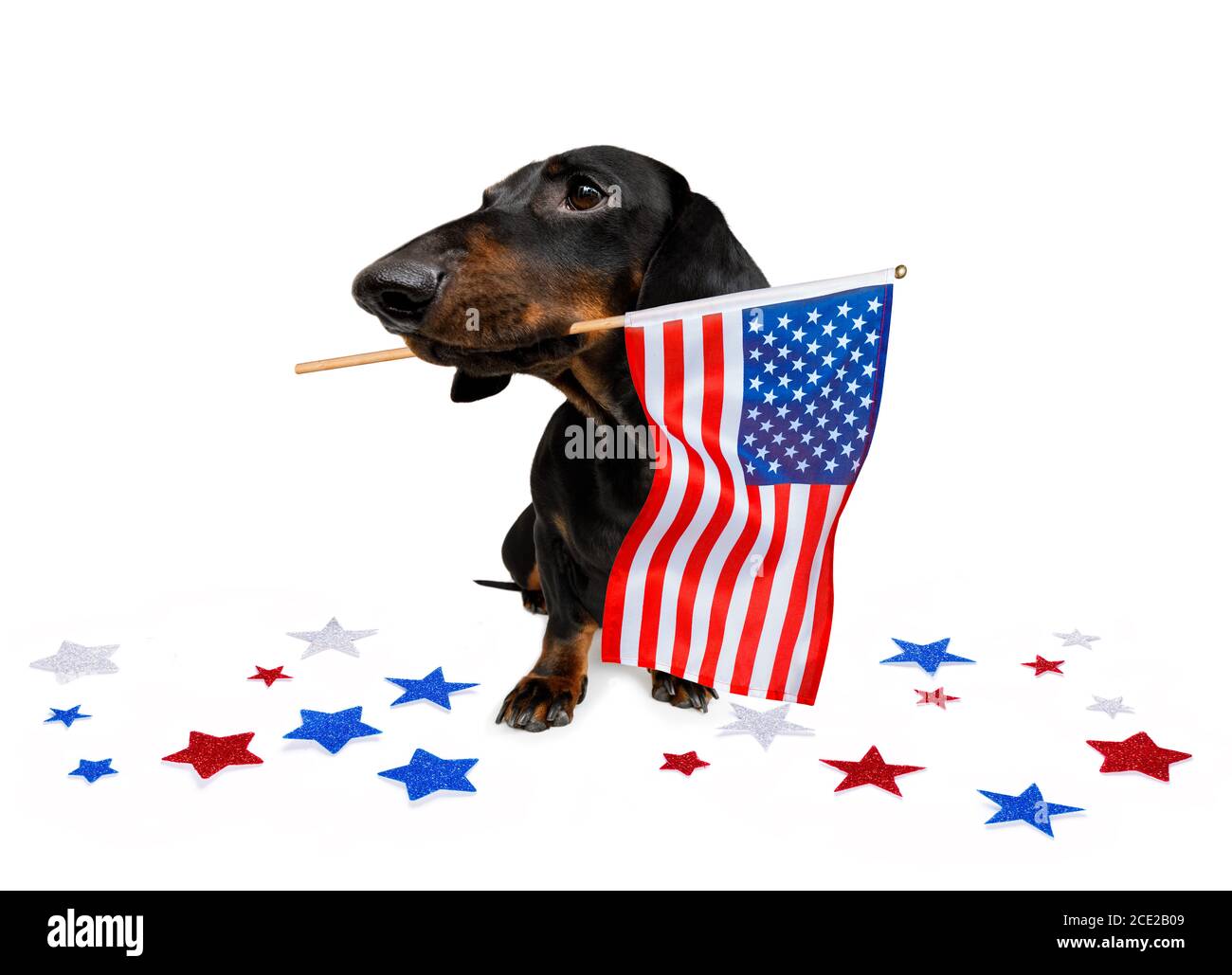 independence day 4th of july dog Stock Photo - Alamy