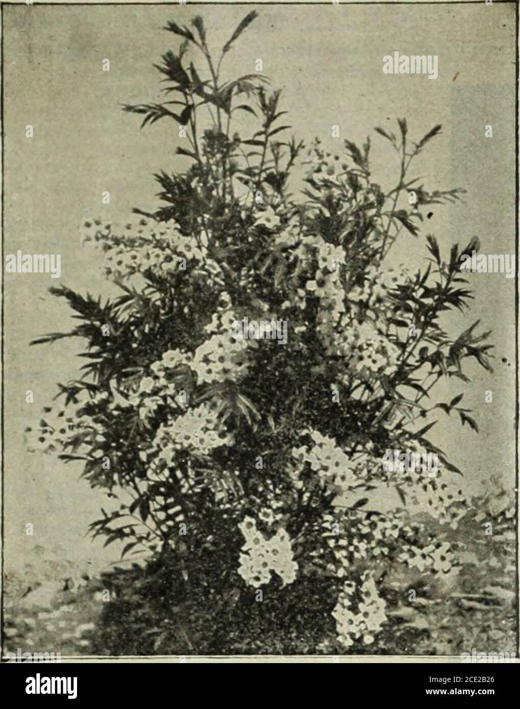 Xanthoceras hi-res stock photography and images - Alamy