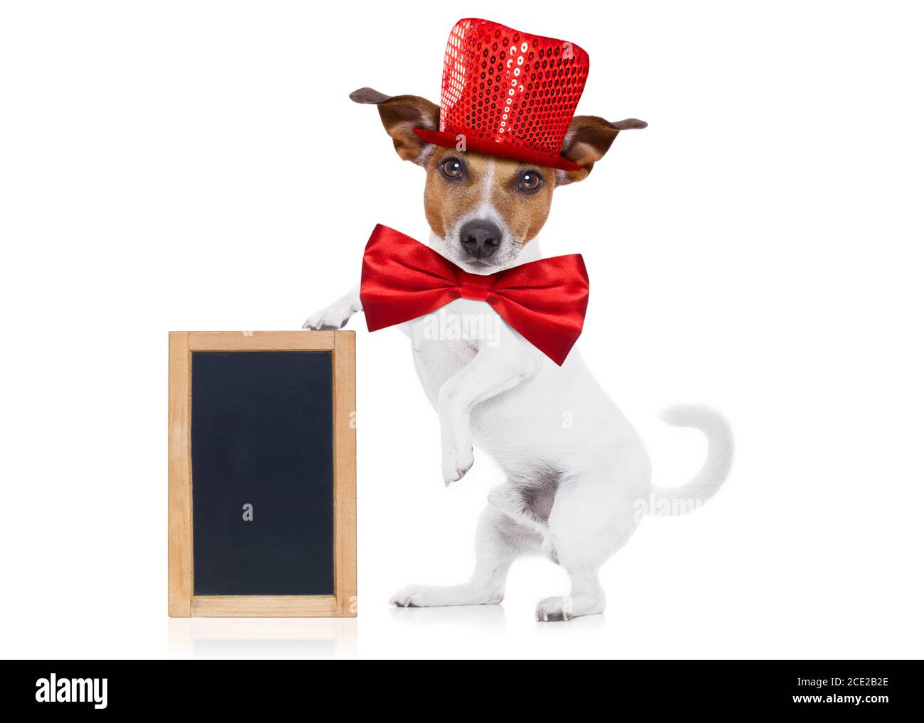 party animal dog Stock Photo - Alamy