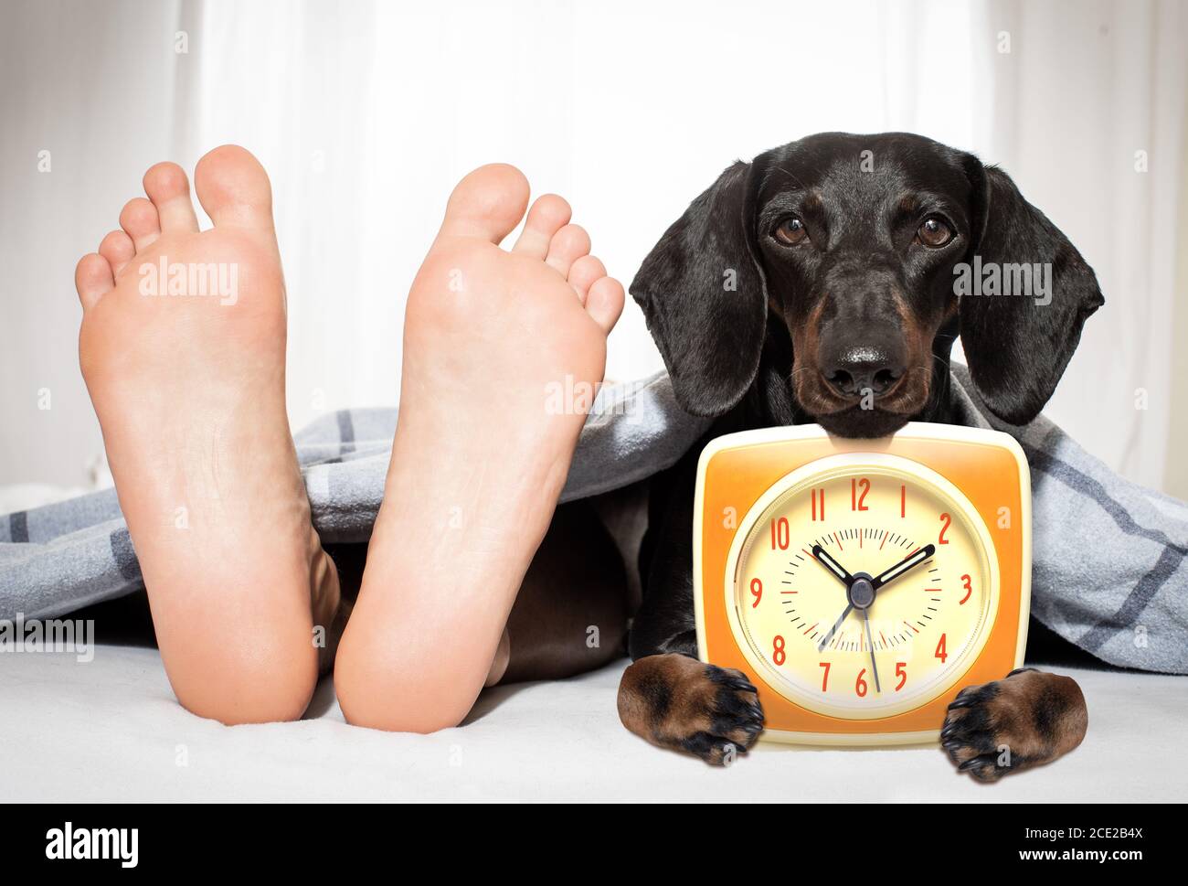 sleeping dog and owner in bed Stock Photo - Alamy