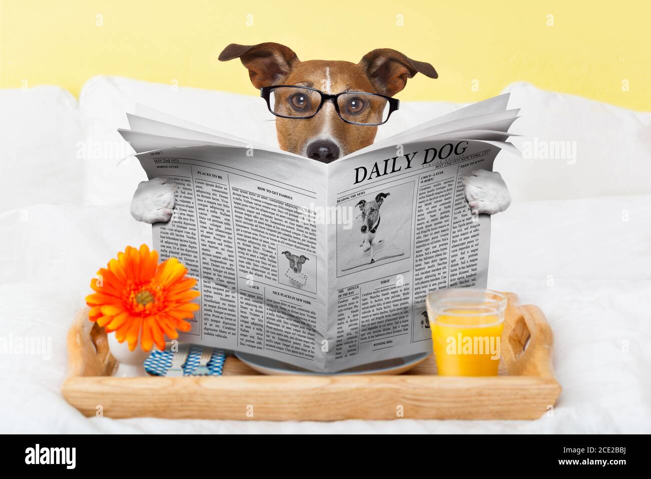 dog reading newspaper Stock Photo - Alamy