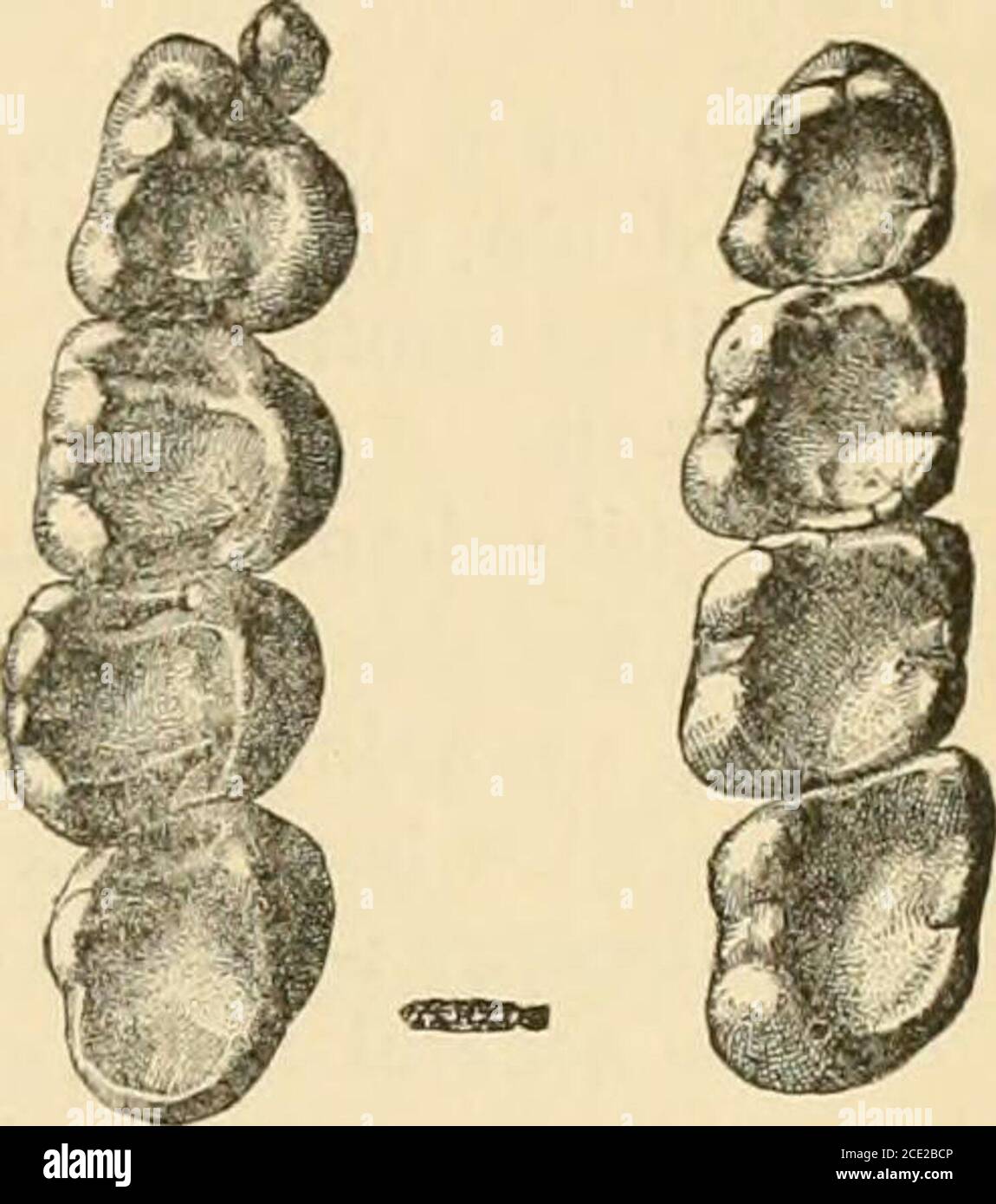 Fossils demonstrate hi-res stock photography and images - Alamy