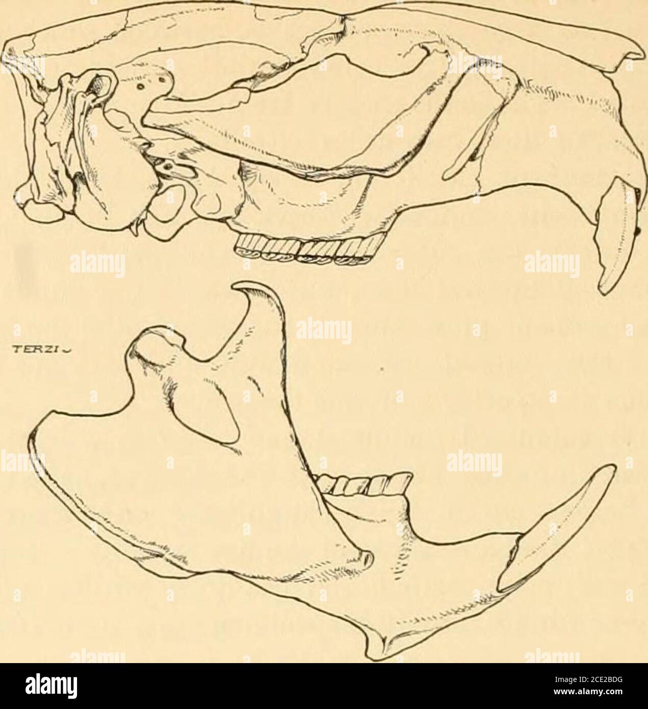 . A history of British mammals . well behind the ends of theascending ...