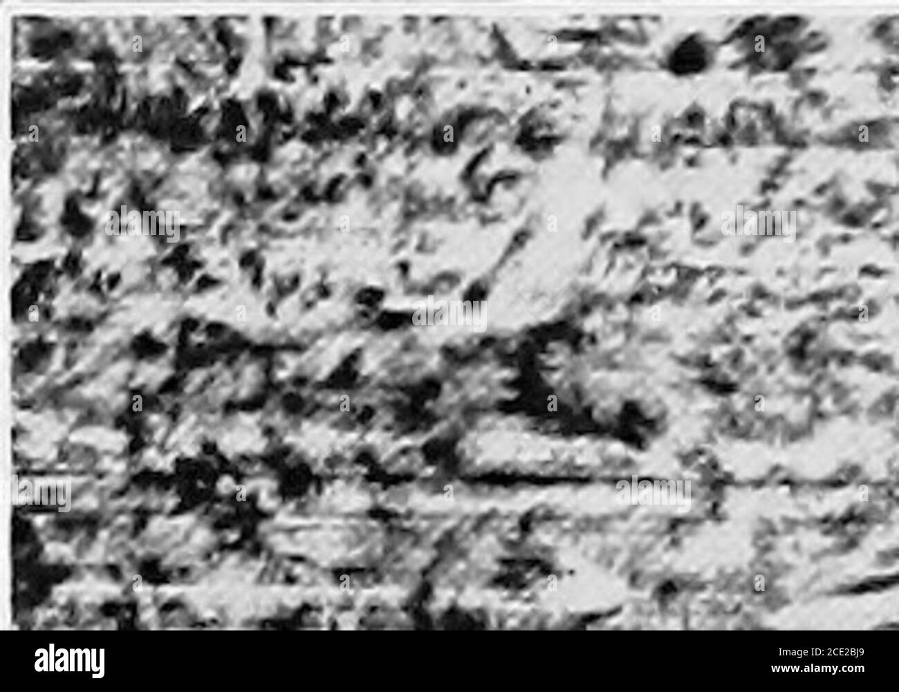 . The semi-centennial anniversary of the National Academy of Sciences ...