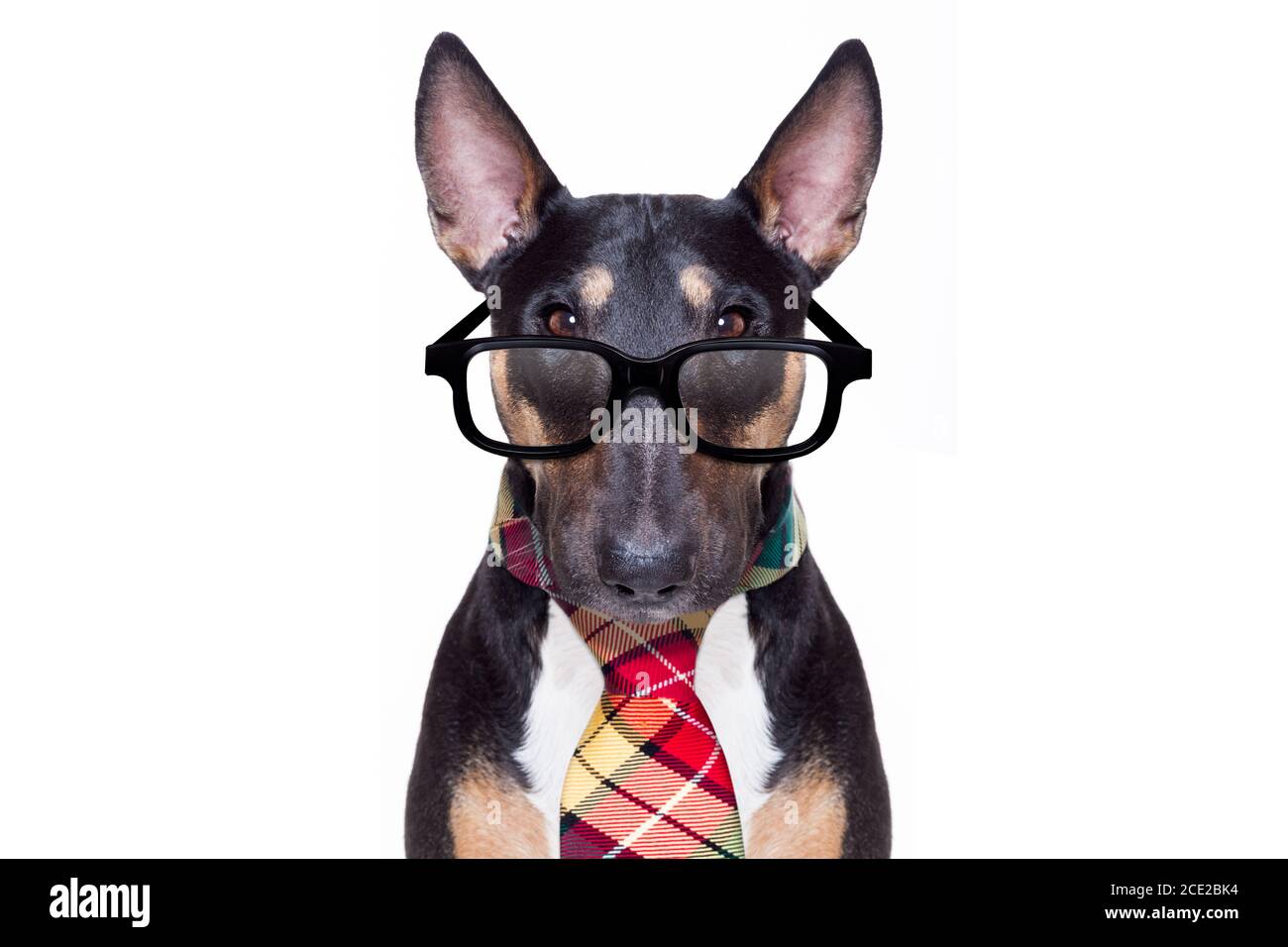 business boss dog Stock Photo - Alamy