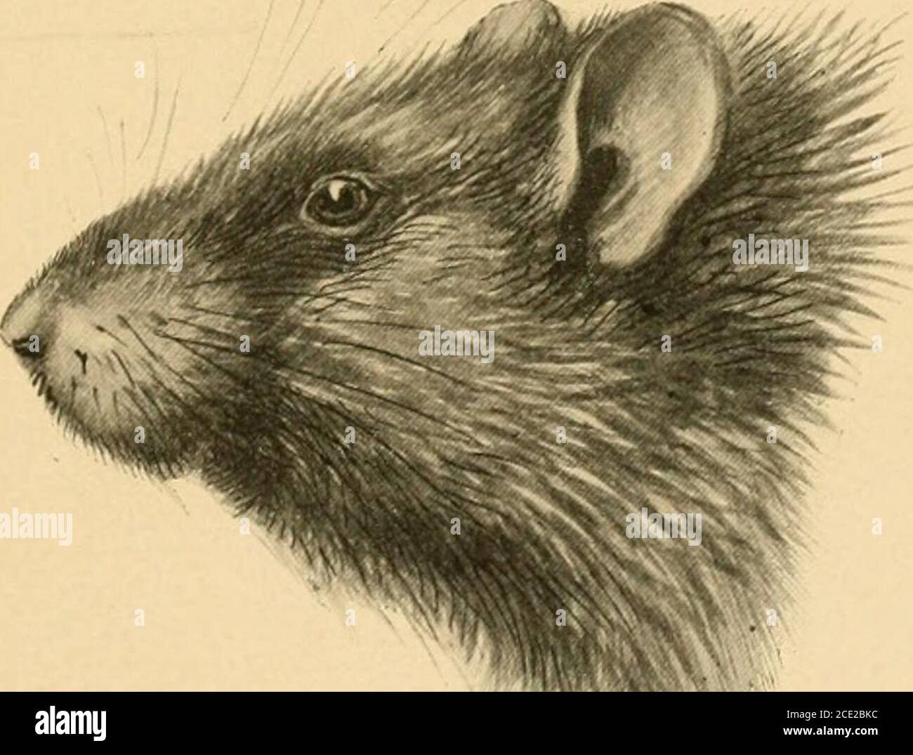 Caught like a rat in a trap hi-res stock photography and images - Alamy