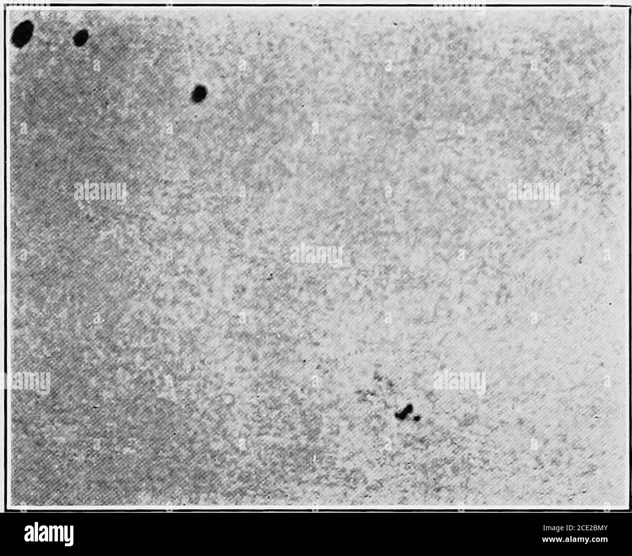 Our semi centennial anniversary number Black and White Stock Photos ...