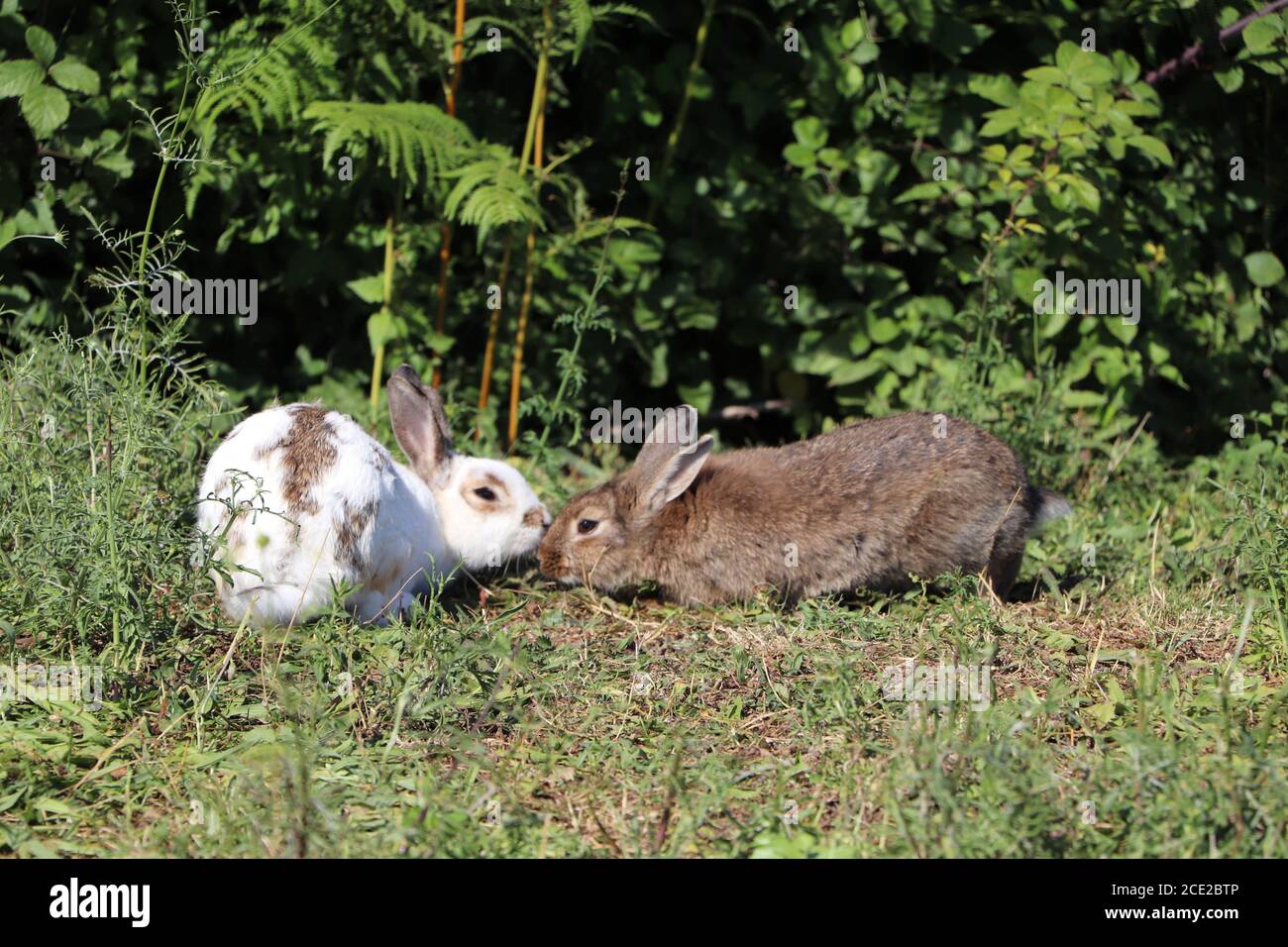 wild rabbits in the park Stock Photo - Alamy