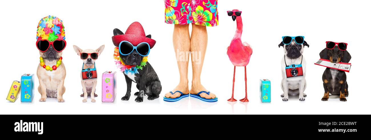 row of dogs on summer vacation Stock Photo - Alamy